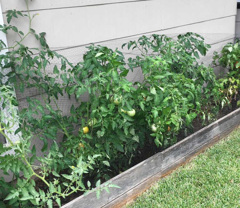 How to Prevent Stolen Garden Produce